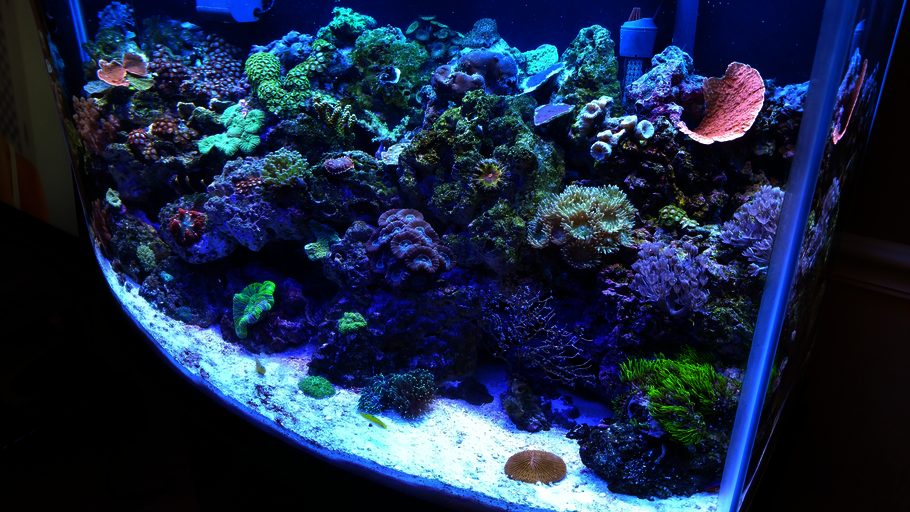 Most Beautiful Reef Tanks ( 2017 ) | RateMyFishTank.com