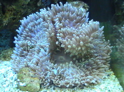 Sebae Anemone (heteractis Crispa) Photos | RateMyFishTank.com