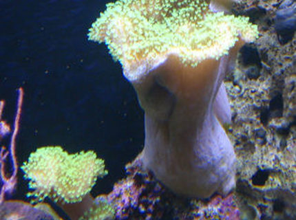 Toadstool Mushroom Leather Coral (sarcophyton Sp.) Photos