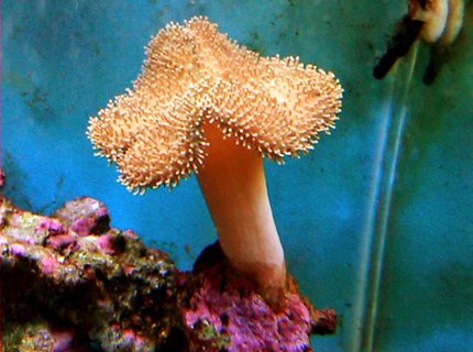 Toadstool Mushroom Leather Coral (sarcophyton Sp.) Photos