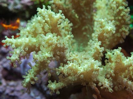 Finger Leather Coral (sinularia Sp.) Photos