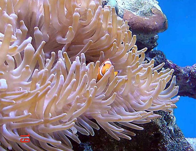 Sebae Anemone (heteractis Crispa) Photos | RateMyFishTank.com