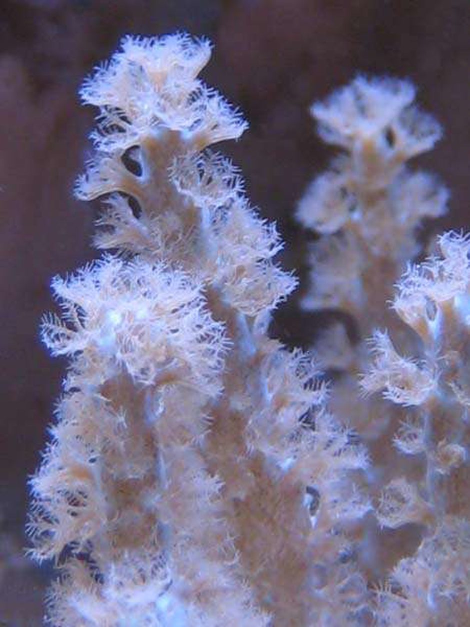 Finger Leather Coral (sinularia sp.) Photos | RateMyFishTank.com
