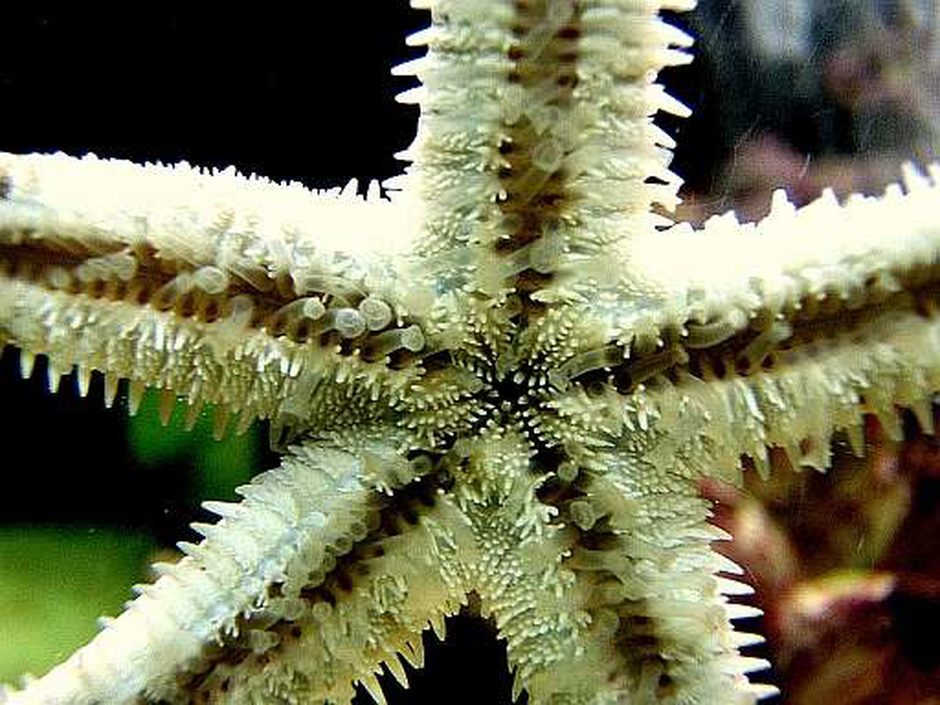 Sand Sifting Sea Star (astropecten polycanthus) Photos | RateMyFishTank.com