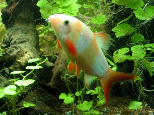 Photo #1 - White Clown Loach - He Was Normal Colors When You...