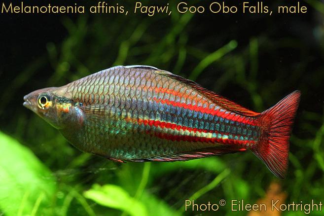 Photo #1 - True Glossolepis Wanamensis (emerald Rainbowfish)...