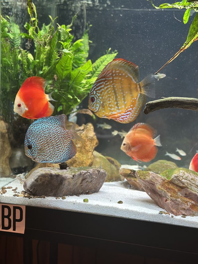 Photo #1 - Discus: The King Of The Freshwater Fish