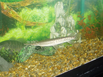 Needle Nose Gar (xenentodon cancila) Photos | RateMyFishTank.com