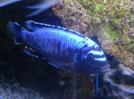 Zebra Chilumba (metriaclima Sp.) Photos | RateMyFishTank.com