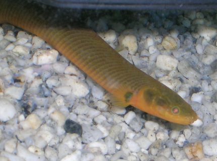 Rope Fish (erpetoichthys Calabaricus) Photos
