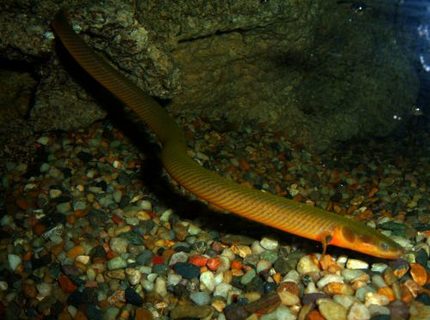 Rope Fish (erpetoichthys Calabaricus) Photos