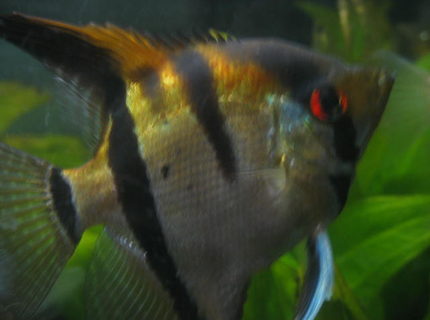 Sunset Blushing Veil Angelfish (pterophyllum scalare) Photos ...