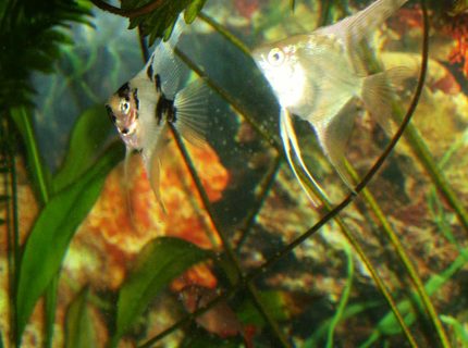 Sunset Blushing Veil Angelfish (pterophyllum scalare) Photos ...