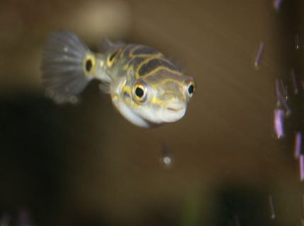 Figure 8 Puffer (tetraodon Biocellatus) Photos