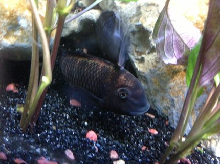 Freshwater Aquarium Fish Species | RateMyFishTank.com