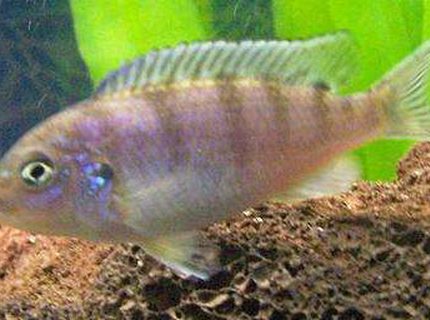 Kenyi Cichlid (metriaclima lombardoi) Photos | RateMyFishTank.com