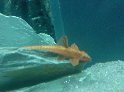 Freshwater Aquarium Fish Species | RateMyFishTank.com