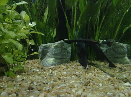 Black Ghost Knifefish Information & Care | RateMyFishTank.com