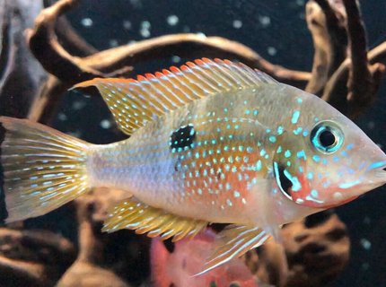 Freshwater Fish Photos Sorted By Publish Time