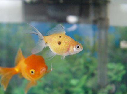 Goldfish Information & Care - RateMyFishTank.com