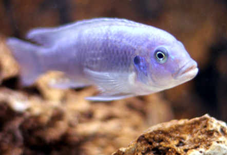 Blue Cobalt Cichlid (Maylandia Callainos) Photos | RateMyFishTank.com