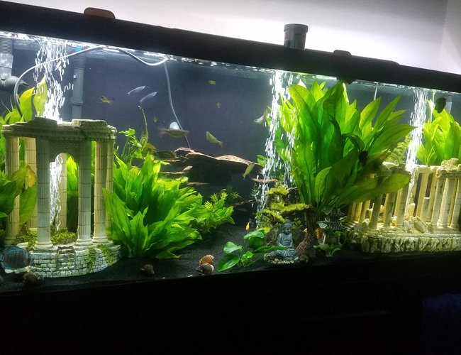 Freshwater Fish Photos Sorted By Publish Time