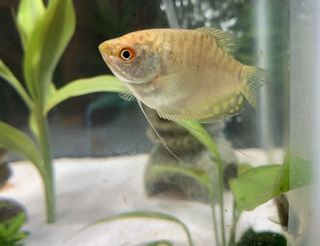 Freshwater Fish Photos Sorted By Publish Time