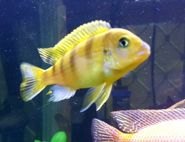 Freshwater Fish Photos Sorted By Publish Time