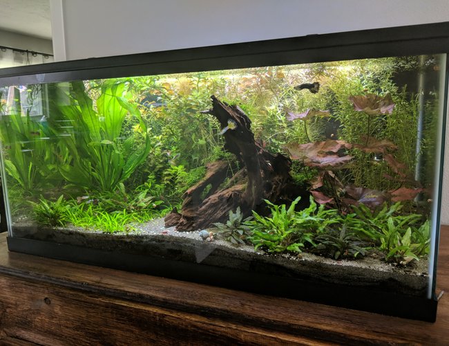 Freshwater Fish Photos Sorted By Publish Time