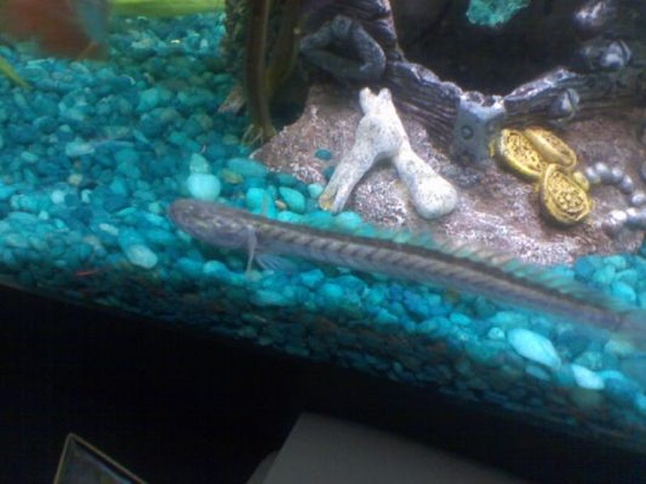 Freshwater Dragon Fish Full Size