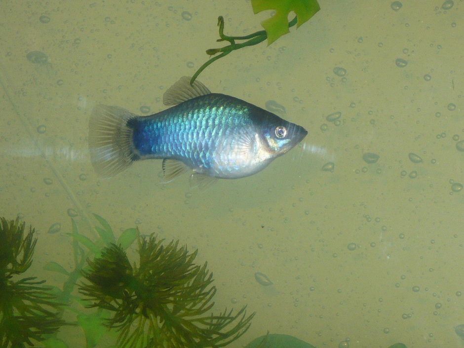 Platy (xiphophorus maculatus) Photos | RateMyFishTank.com
