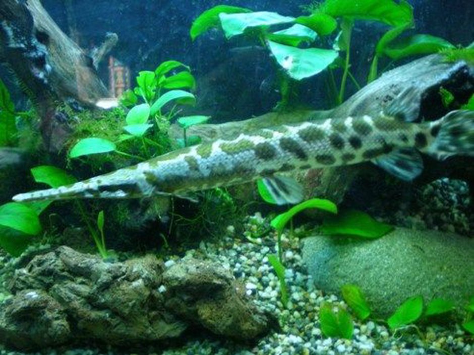 Florida Gar (lepisosteus Platyrhincus) Photos