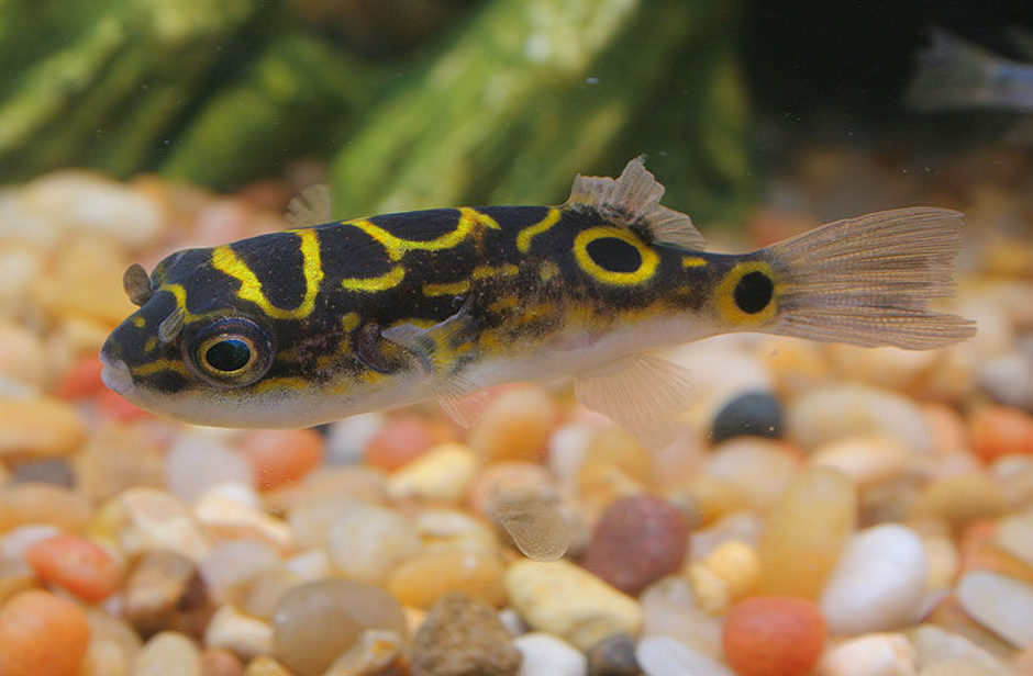 Figure 8 Puffer (tetraodon biocellatus) Photos | RateMyFishTank.com