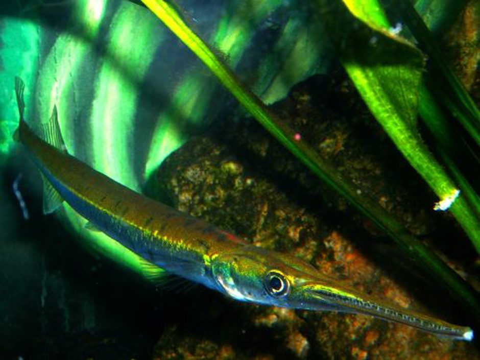 Needle Nose Gar (xenentodon Cancila) Photos