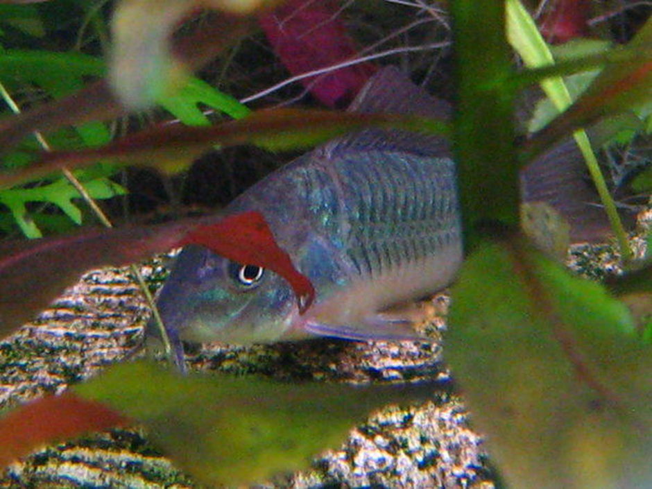 Emerald Green Cory Cat (brochis Splendens) Photos