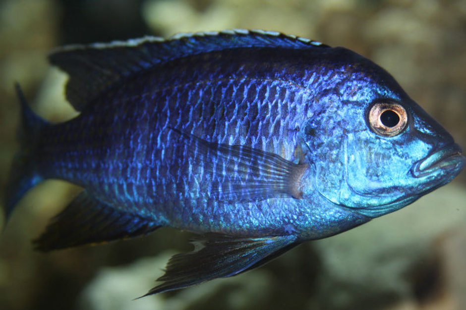 (copadichromis Azureus) Photos | RateMyFishTank.com