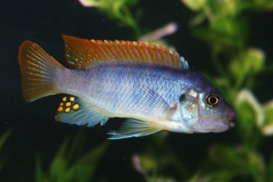 Hongi (labidochromis Sp.) Photos | RateMyFishTank.com