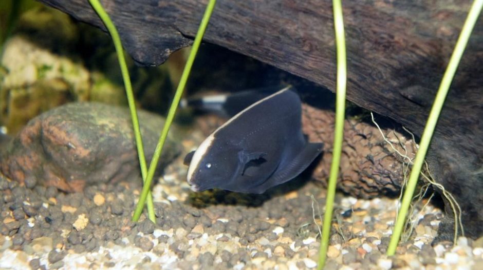 Black Ghost Knifefish (apteronotus Albifrons) Photos