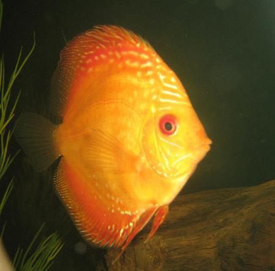 Ocean Green Discus (Symphysodon Sp.) Photos - Page 8) | RateMyFishTank.com