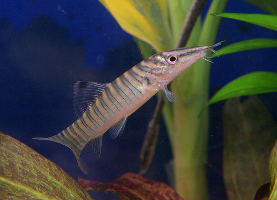 Tiger Botia Loach (Botia Hymenophysa) Photos | RateMyFishTank.com