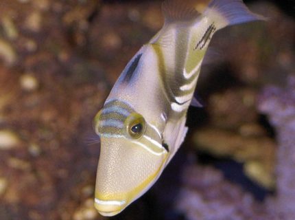 Humu Picasso Triggerfish (rhinecanthus Aculeatus) Photos