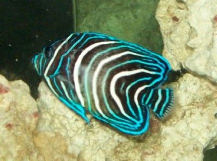 Saltwater Aquarium Fish Species | RateMyFishTank.com