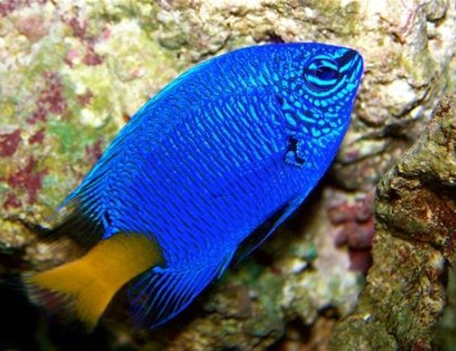 Yellowtail Damselfish (chrysiptera Parasema) Photos
