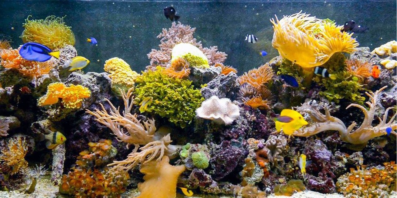 Most Beautiful Saltwater Fish ( All Time )