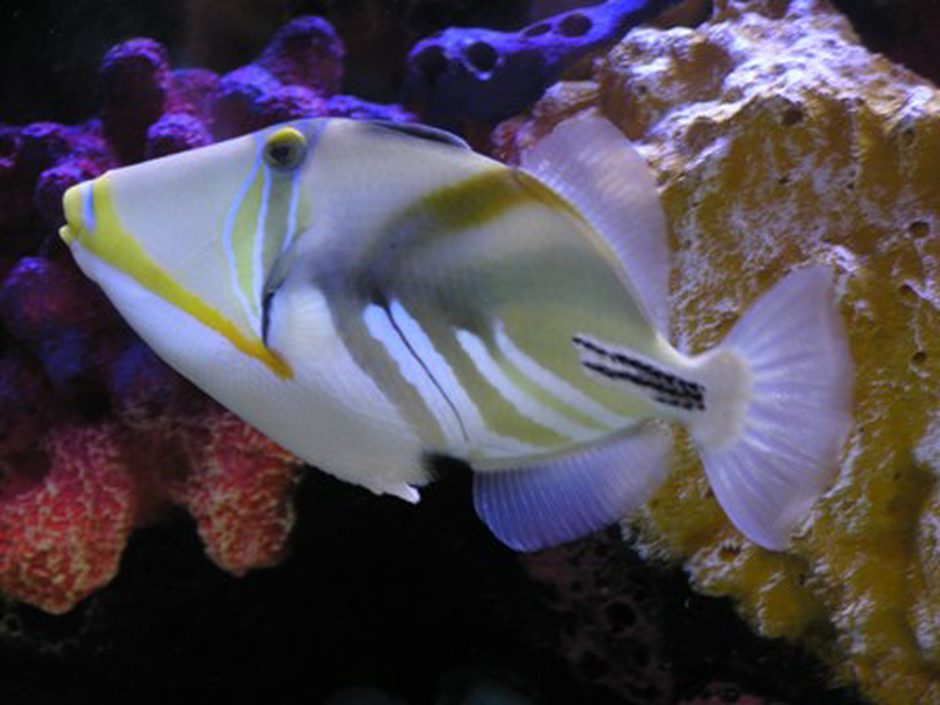 Humu Picasso Triggerfish (rhinecanthus aculeatus) Photos ...
