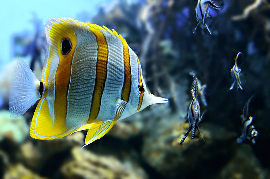 Copperband Butterflyfish (chelmon Rostratus) Photos