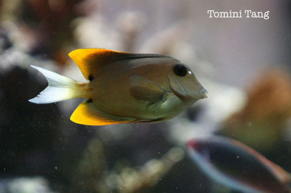 Bristletooth Tomini Tang (ctenochaetus Tominiensis) Photos