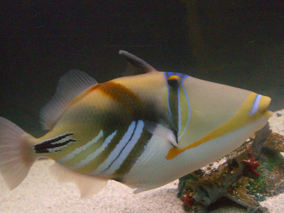 Humu Picasso Triggerfish (rhinecanthus Aculeatus) Photos