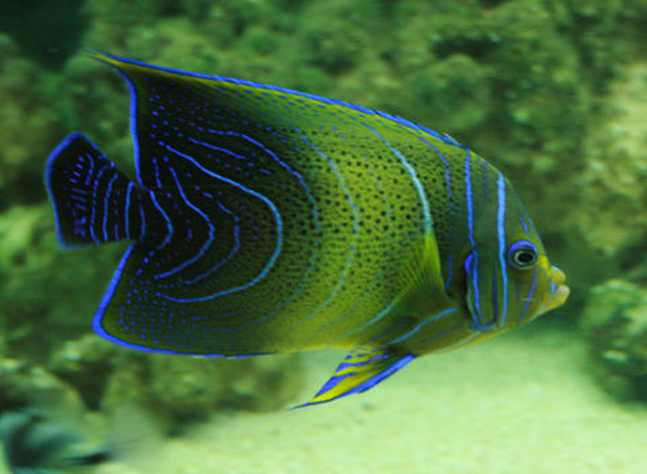Koran Angelfish (pomacanthus Semicirculatus) Photos