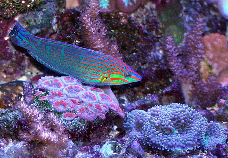 Christmas Wrasse (halichoeres Claudia) Photos